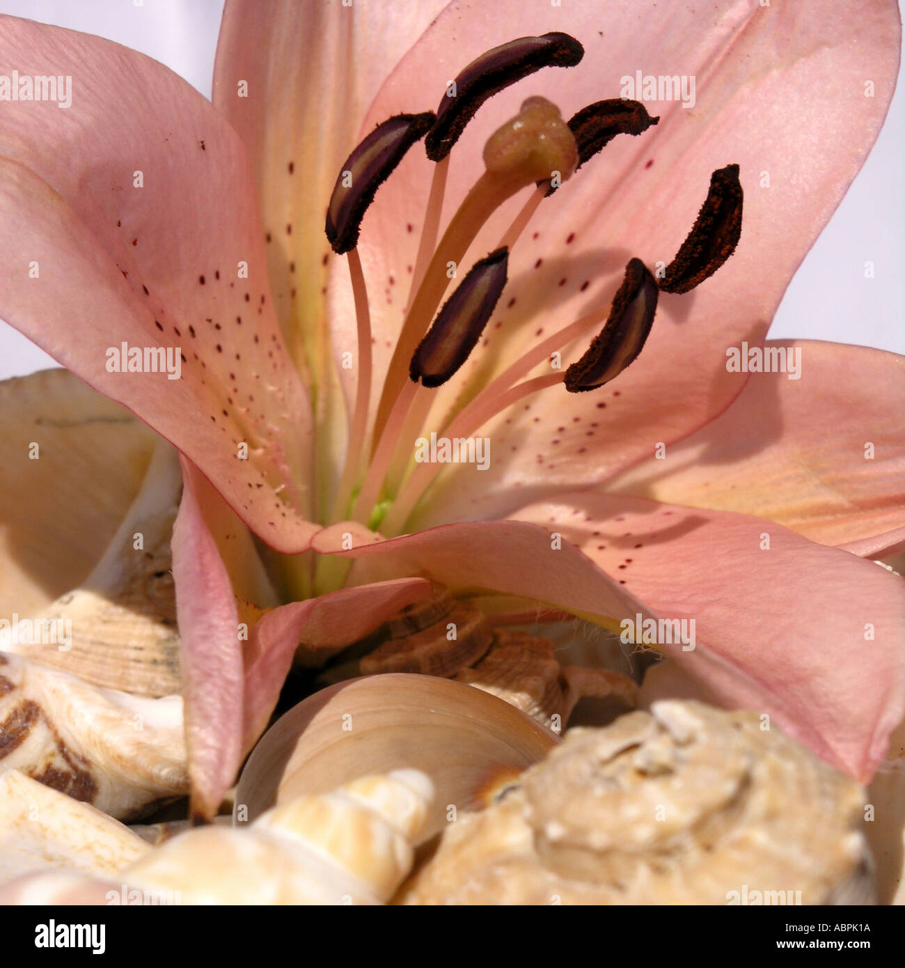 Pink Lily flower with sea shells Stock Photo - Alamy