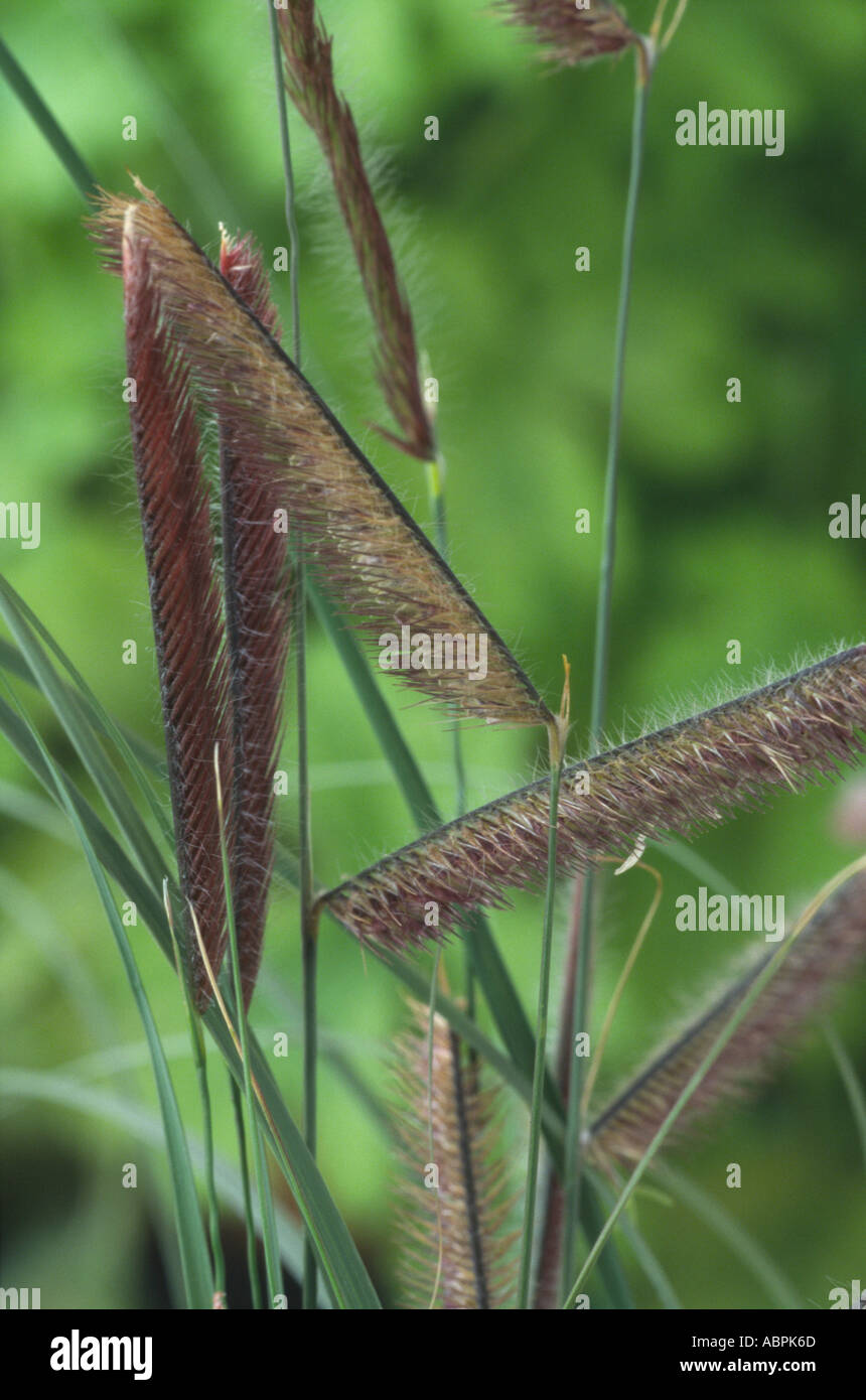 Bouteloua gracilis. Mosquito grass, Blue grama, Signal arm grass Stock ...