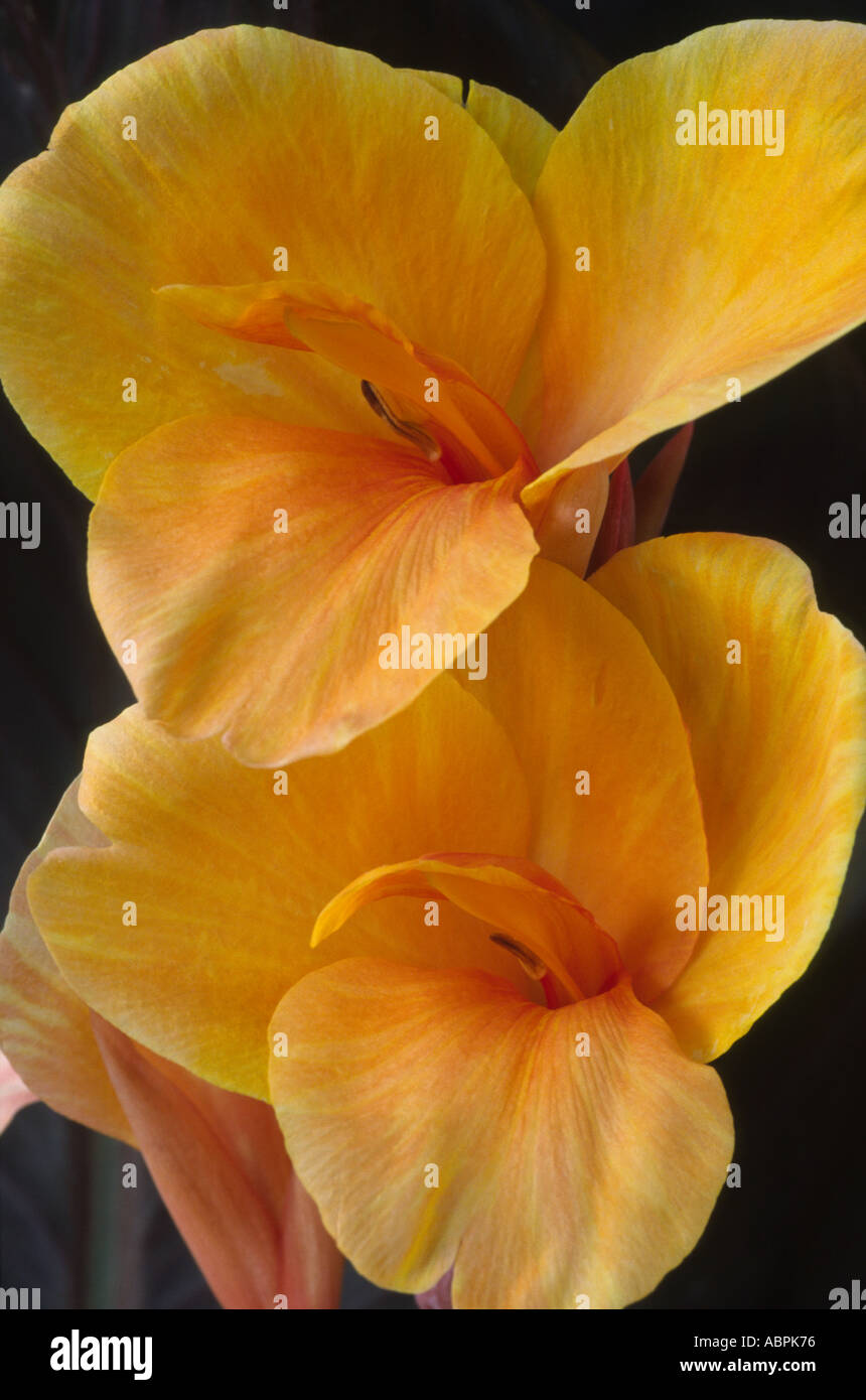 Canna 'Sémaphore'. Indian shot plant Stock Photo - Alamy