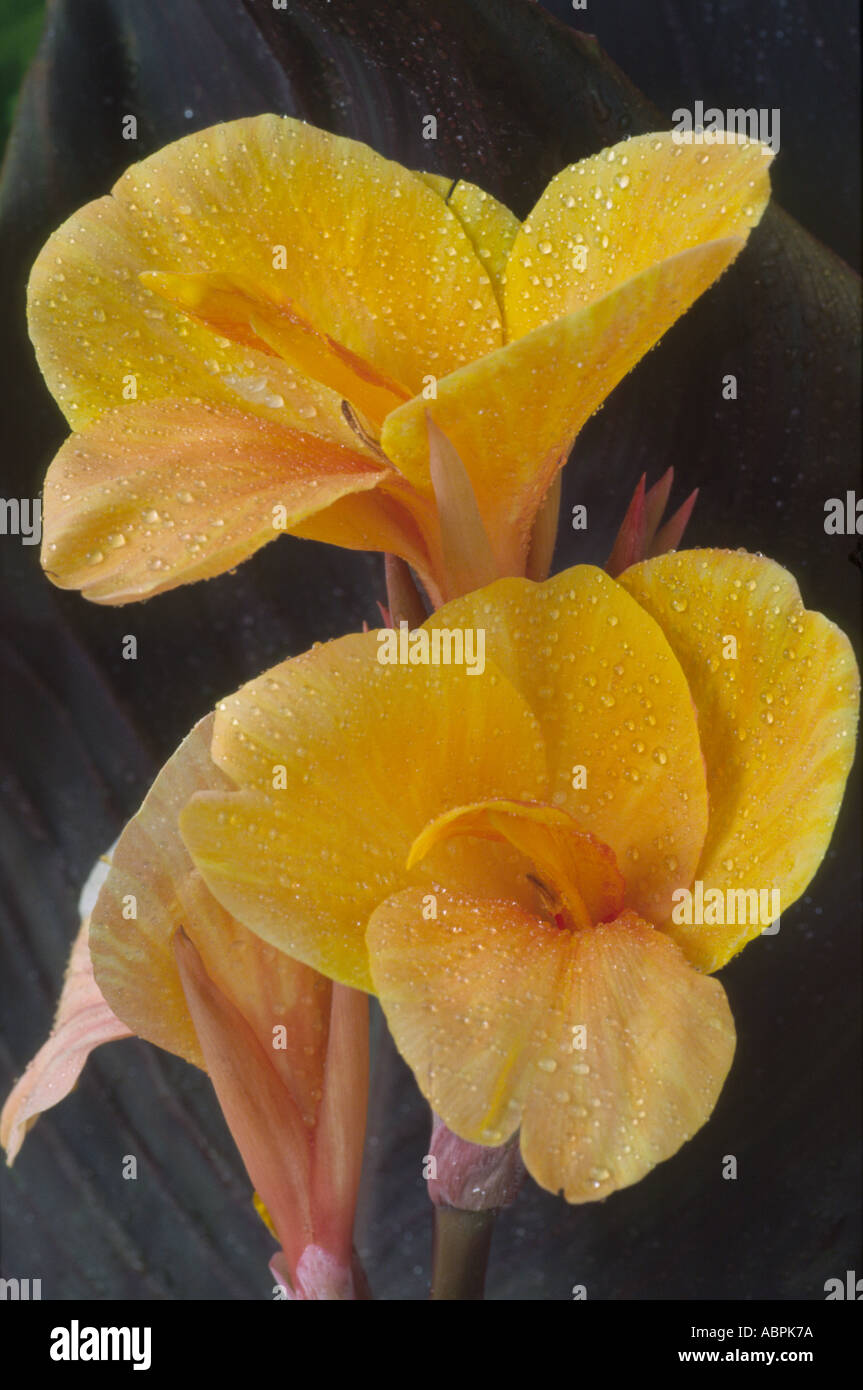 Canna 'Sémaphore'. Indian shot plant Stock Photo - Alamy