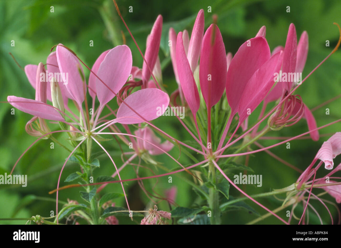 Cleome 'Rose Queen'. Spider flower Stock Photo - Alamy
