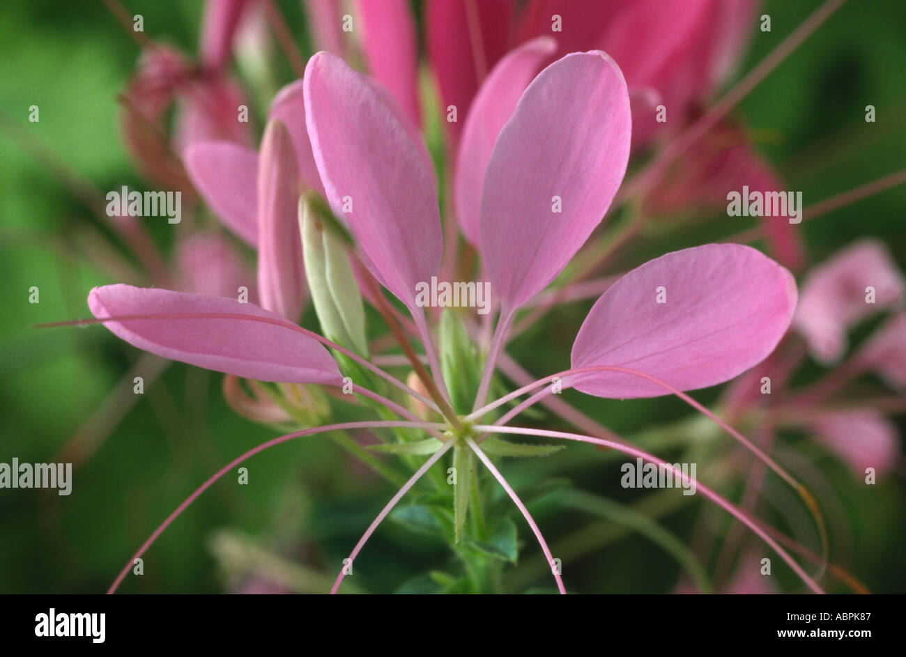 Spider flower rose queen hi-res stock photography and images - Alamy
