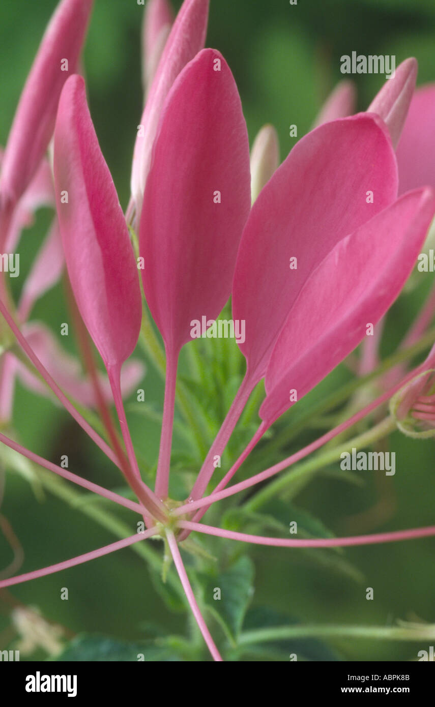 Cleome 'Rose Queen'. Spider flower Stock Photo - Alamy