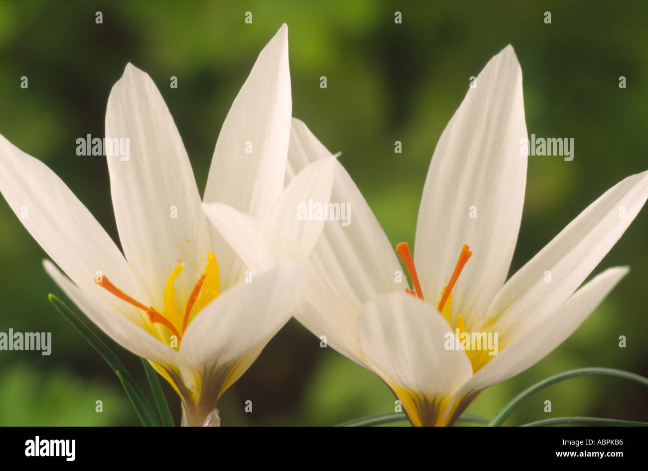 Crocus hadriaticus 'Dodona' Stock Photo - Alamy