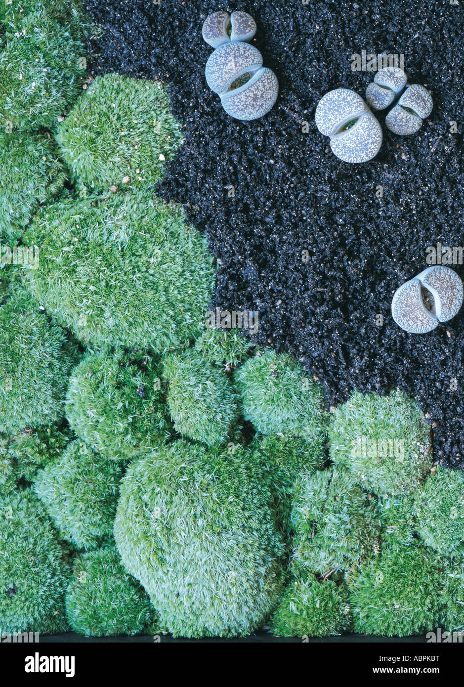 Lump of moss hi-res stock photography and images - Alamy