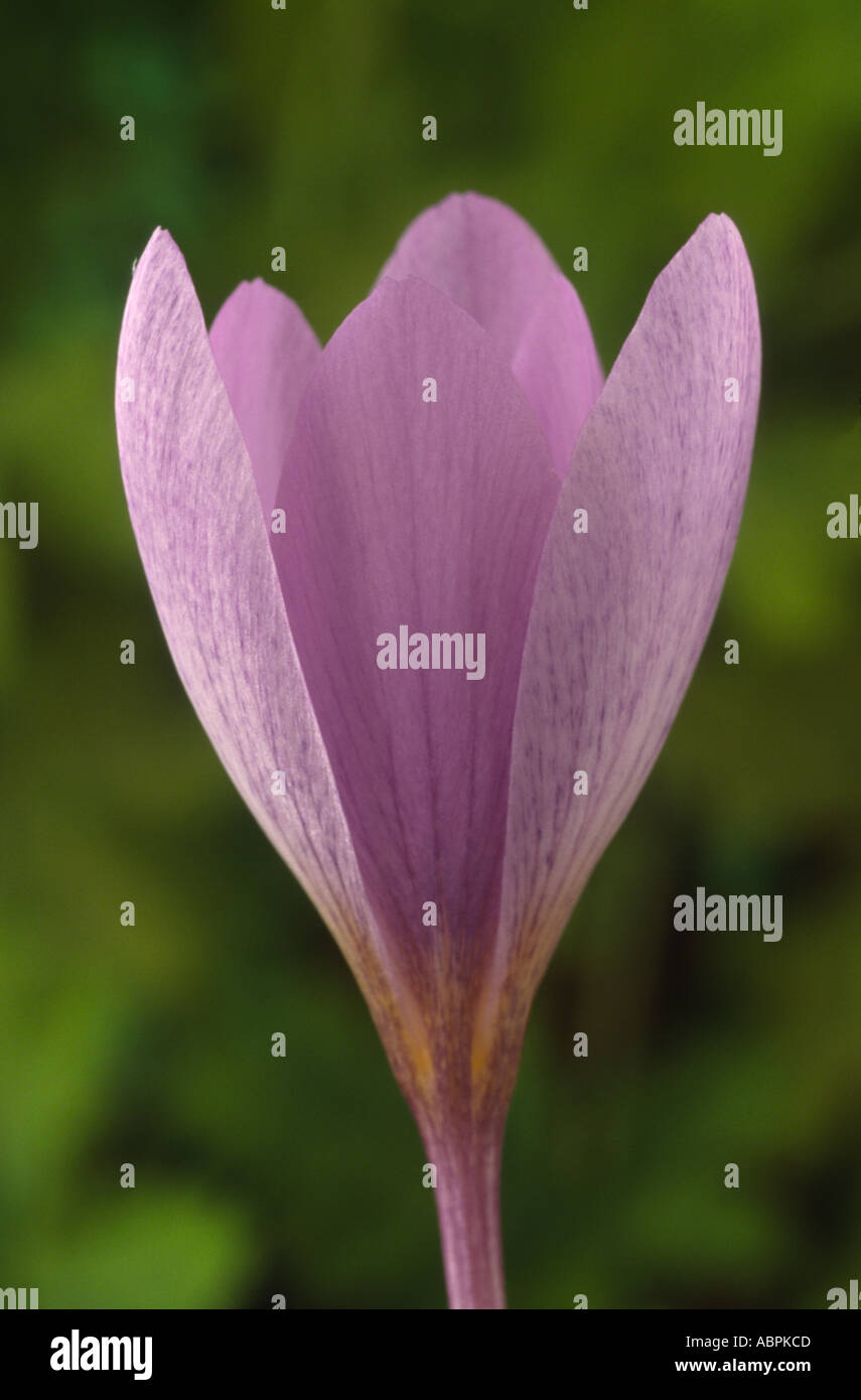 Crocus serotinus subsp salzmannii hi-res stock photography and images ...