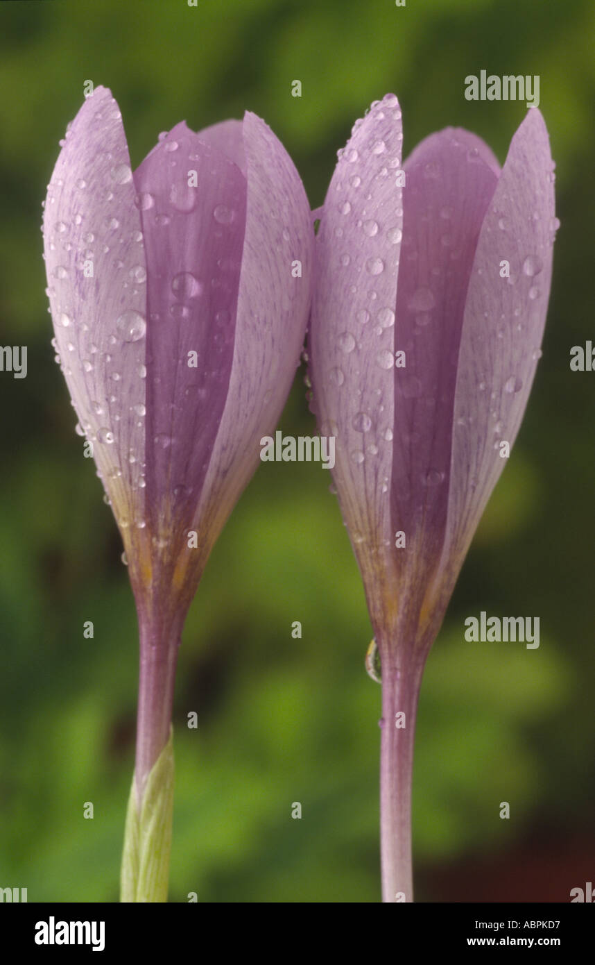 'crocus serotinus salzmannii hi-res stock photography and images - Alamy