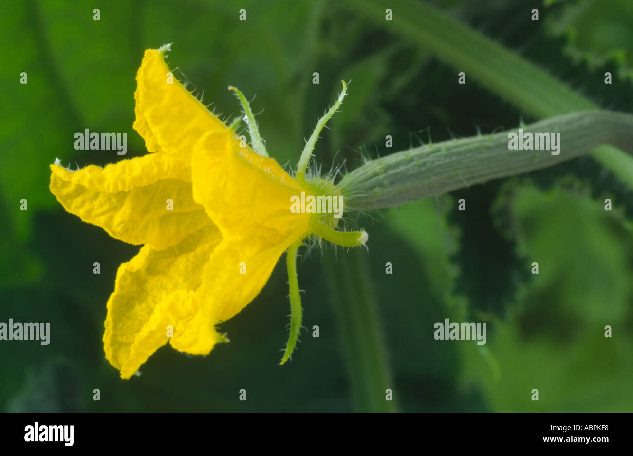 Cucumis sativus 'Landora' F1 Hybrid. All female. Cucumber flower on ...