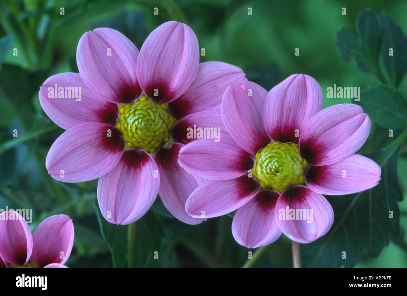 Dahlia 'Exotic Dwarf'. Single Lilliput dahlia Stock Photo - Alamy