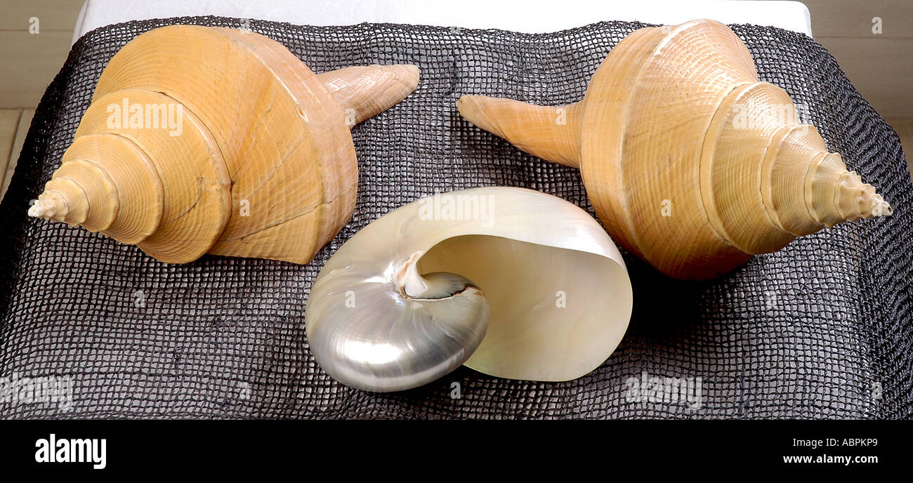 Artistic shells hi-res stock photography and images - Alamy