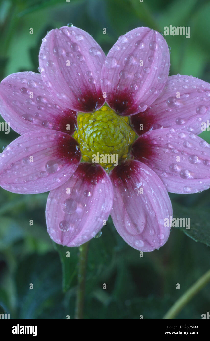 Dahlia 'Exotic Dwarf'. Single Lilliput dahlia Stock Photo - Alamy