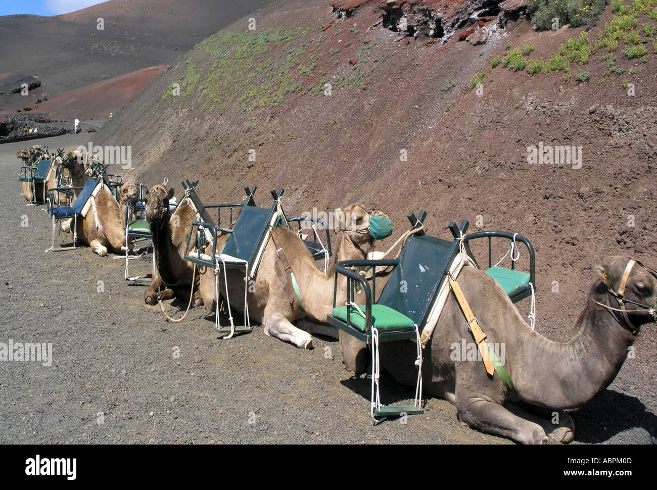 Camel spin hi-res stock photography and images - Alamy