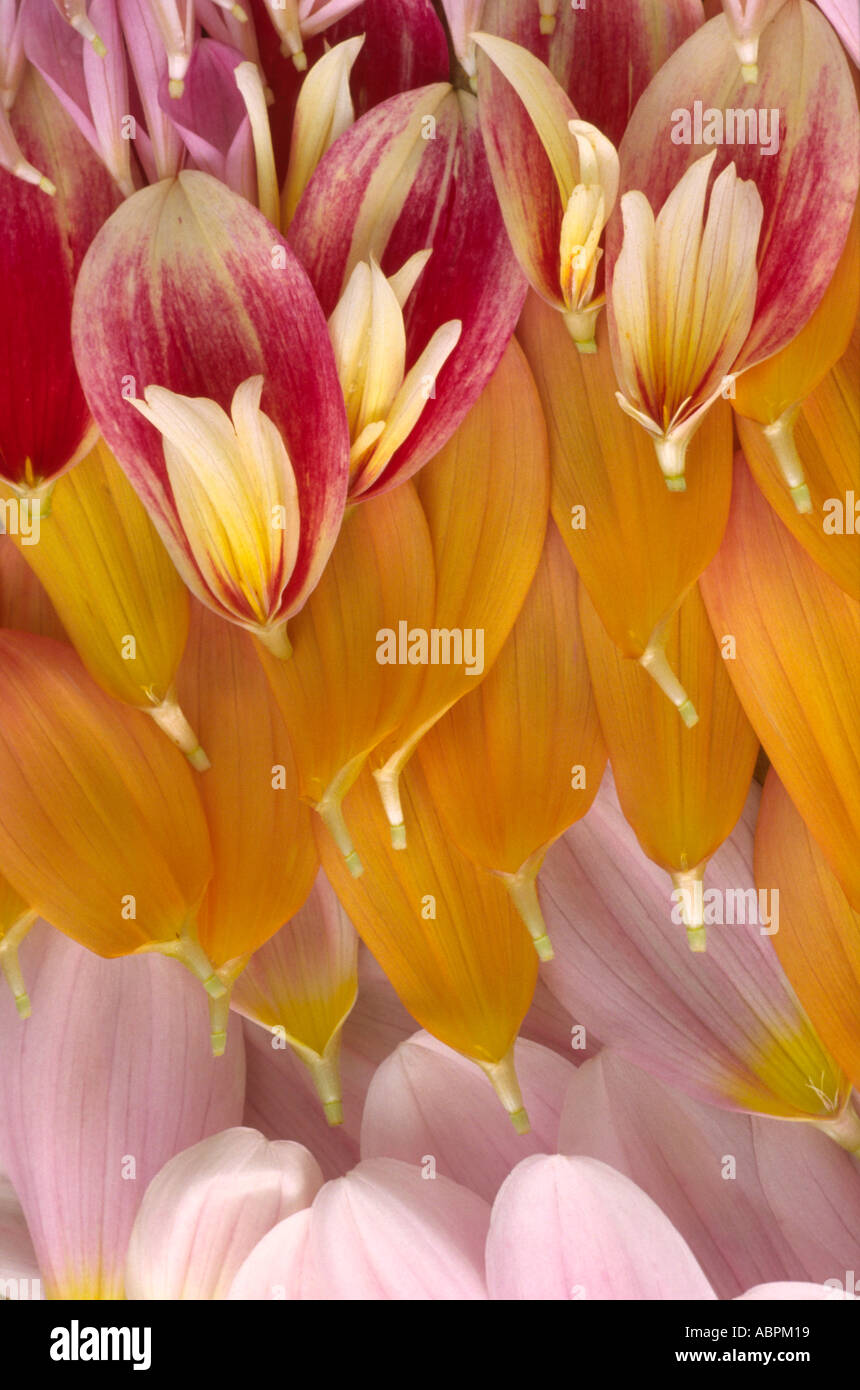 Dahlia. Pattern from petals Stock Photo - Alamy