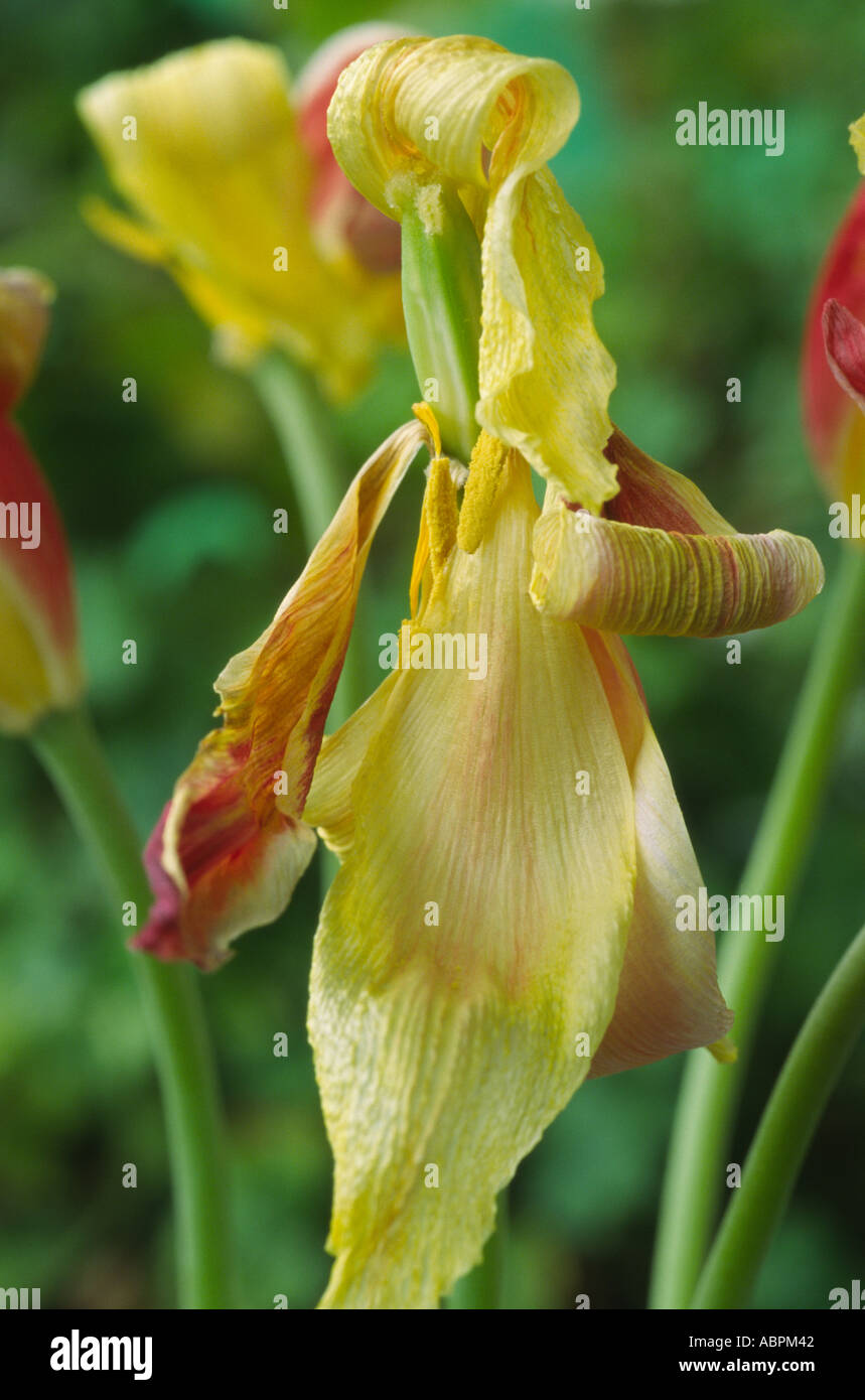 Dead tulips hi-res stock photography and images - Alamy