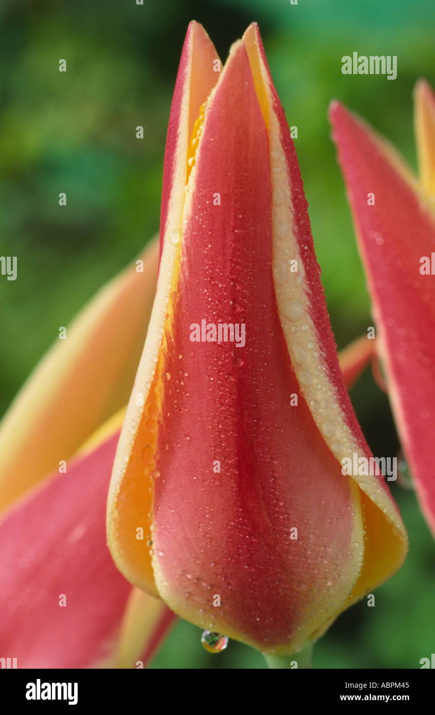 Tinka tulip hi-res stock photography and images - Alamy