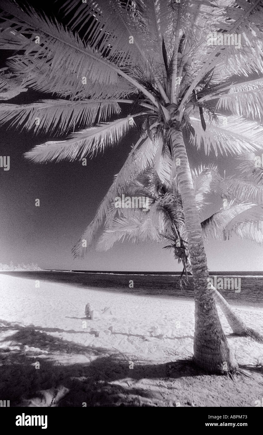 Palm tree and woman on beach Cuba Stock Photo - Alamy
