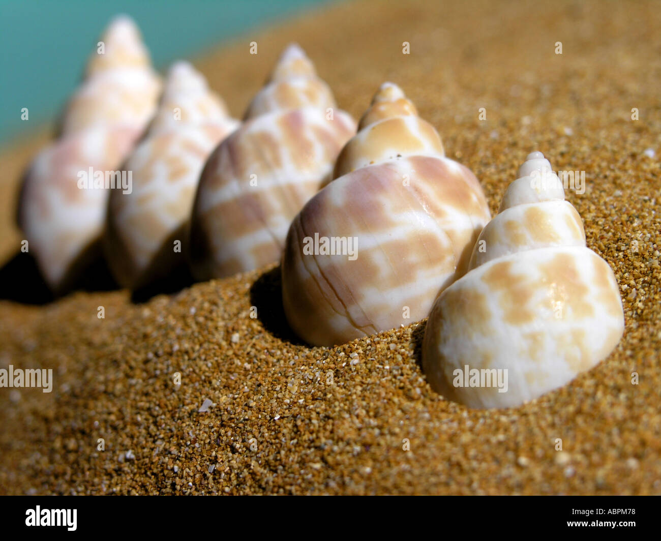5 pretty shells in a row Stock Photo - Alamy