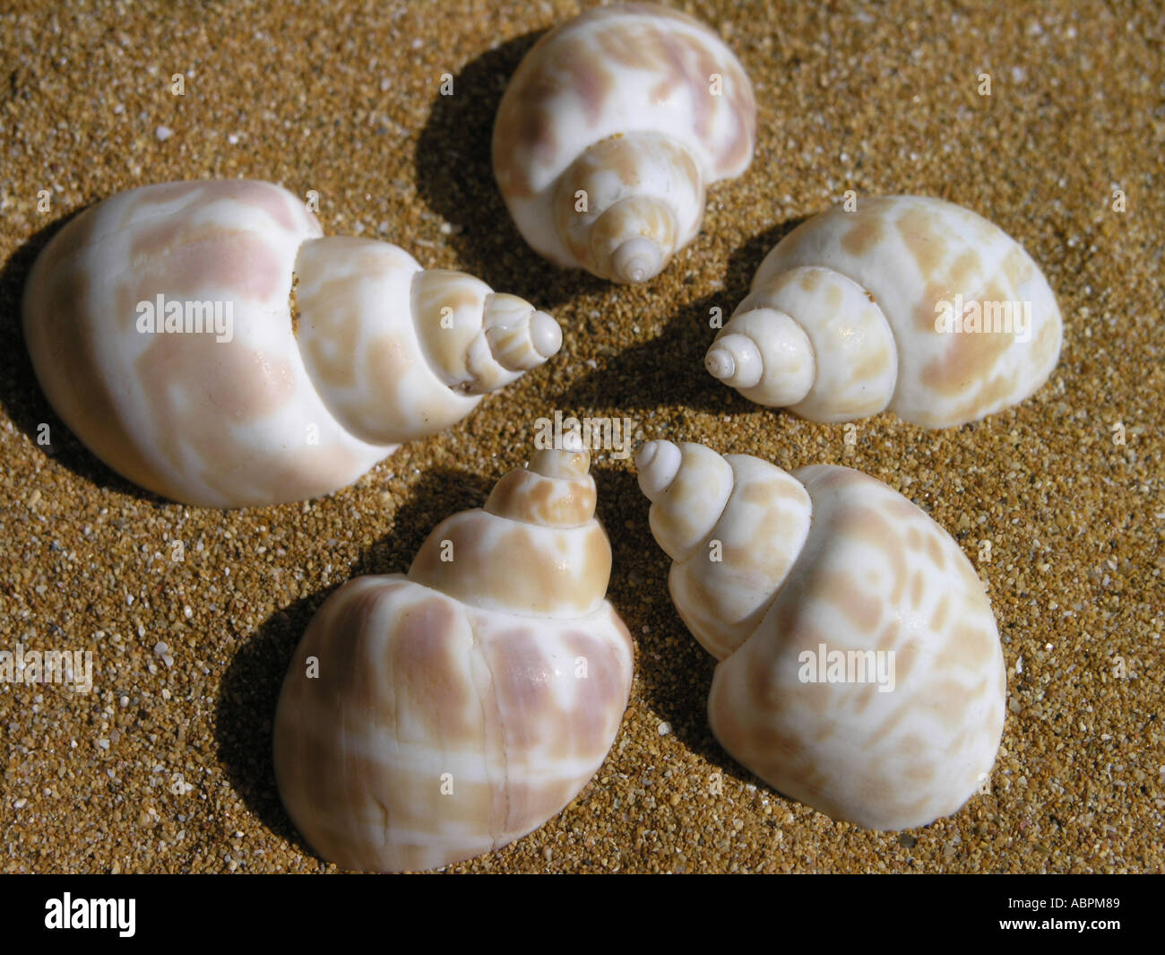 circle of pretty sea shells Stock Photo - Alamy