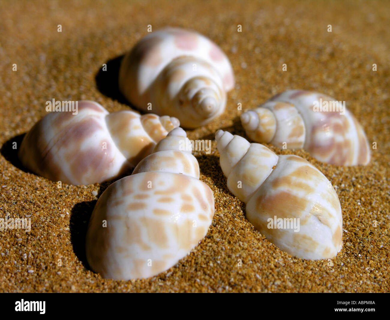 circle of sea pretty shells Stock Photo - Alamy