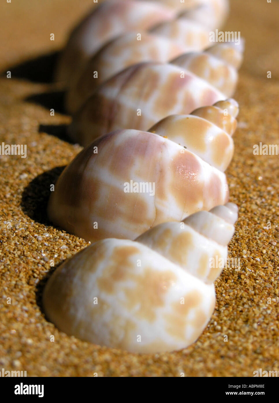 line of pretty conical sea shells Stock Photo - Alamy