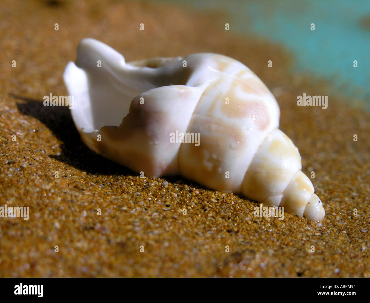 Conical shell hi-res stock photography and images - Alamy