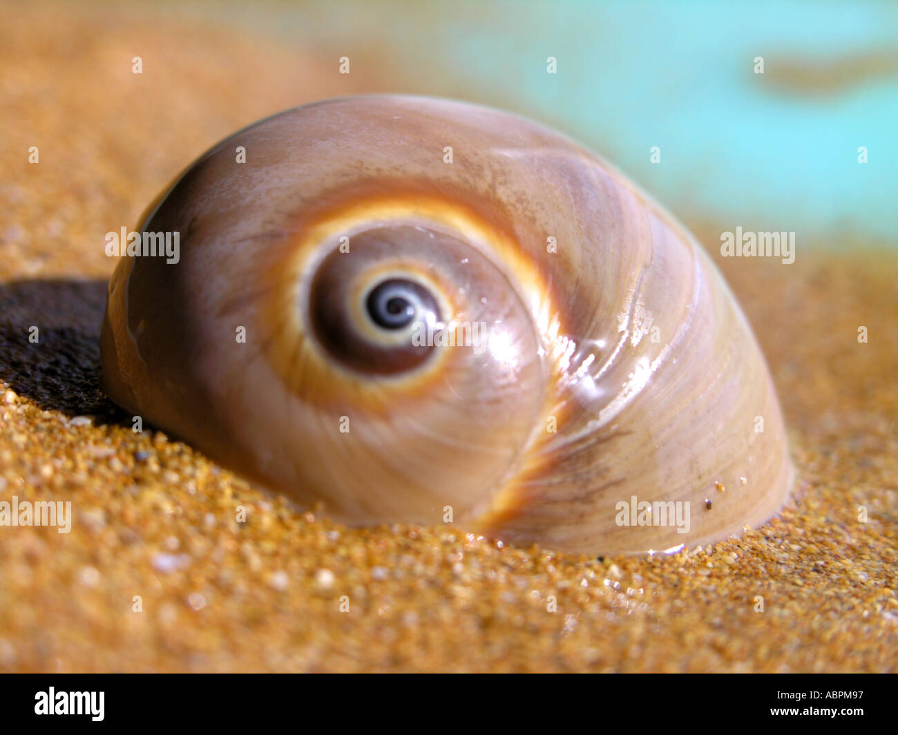 large spiral sea shell on a sandy beach Stock Photo - Alamy