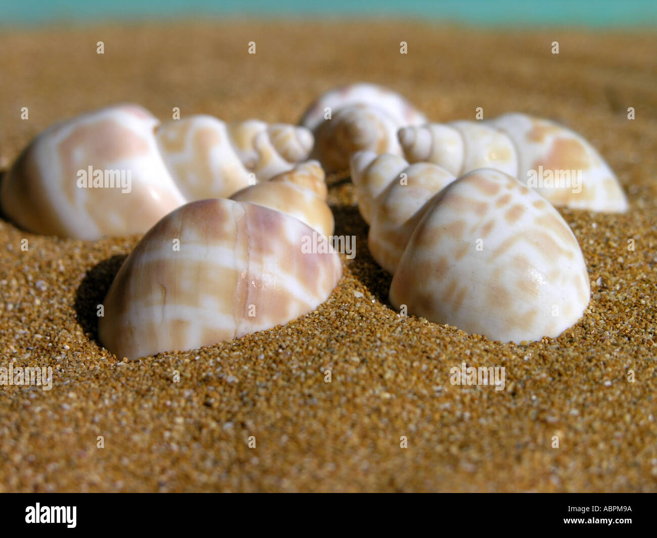 Circle of conical pretty sea shells Stock Photo - Alamy