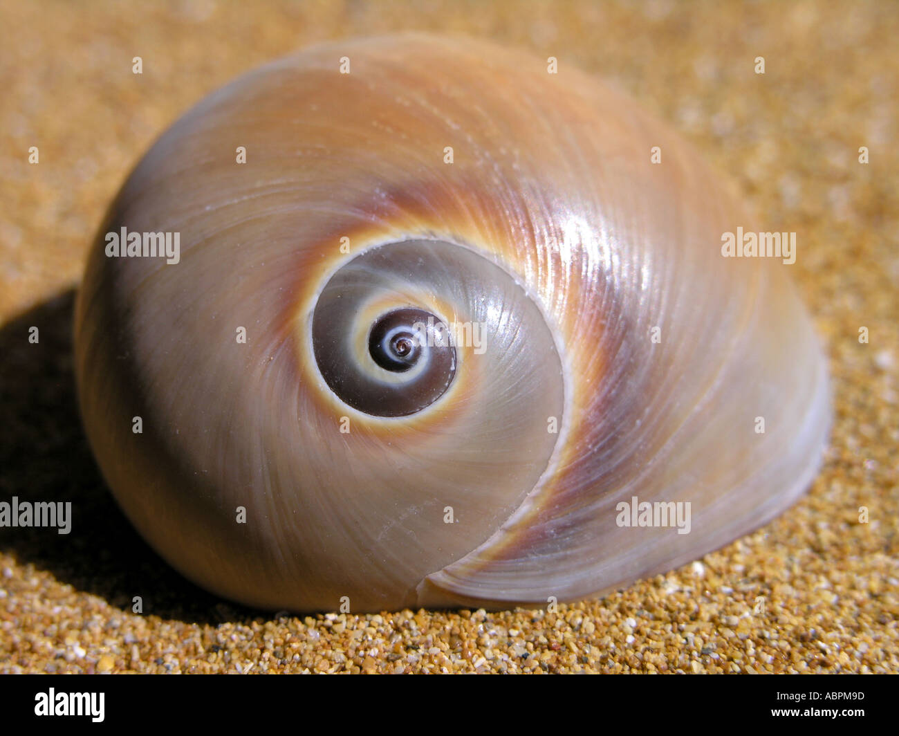 Shell lined beach hi-res stock photography and images - Alamy