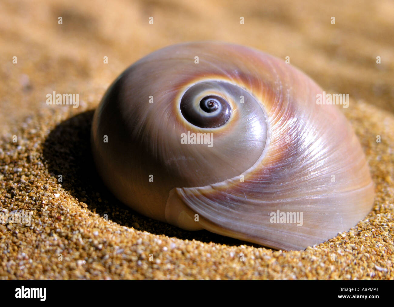large spiral sea shell on a sandy beach Stock Photo - Alamy