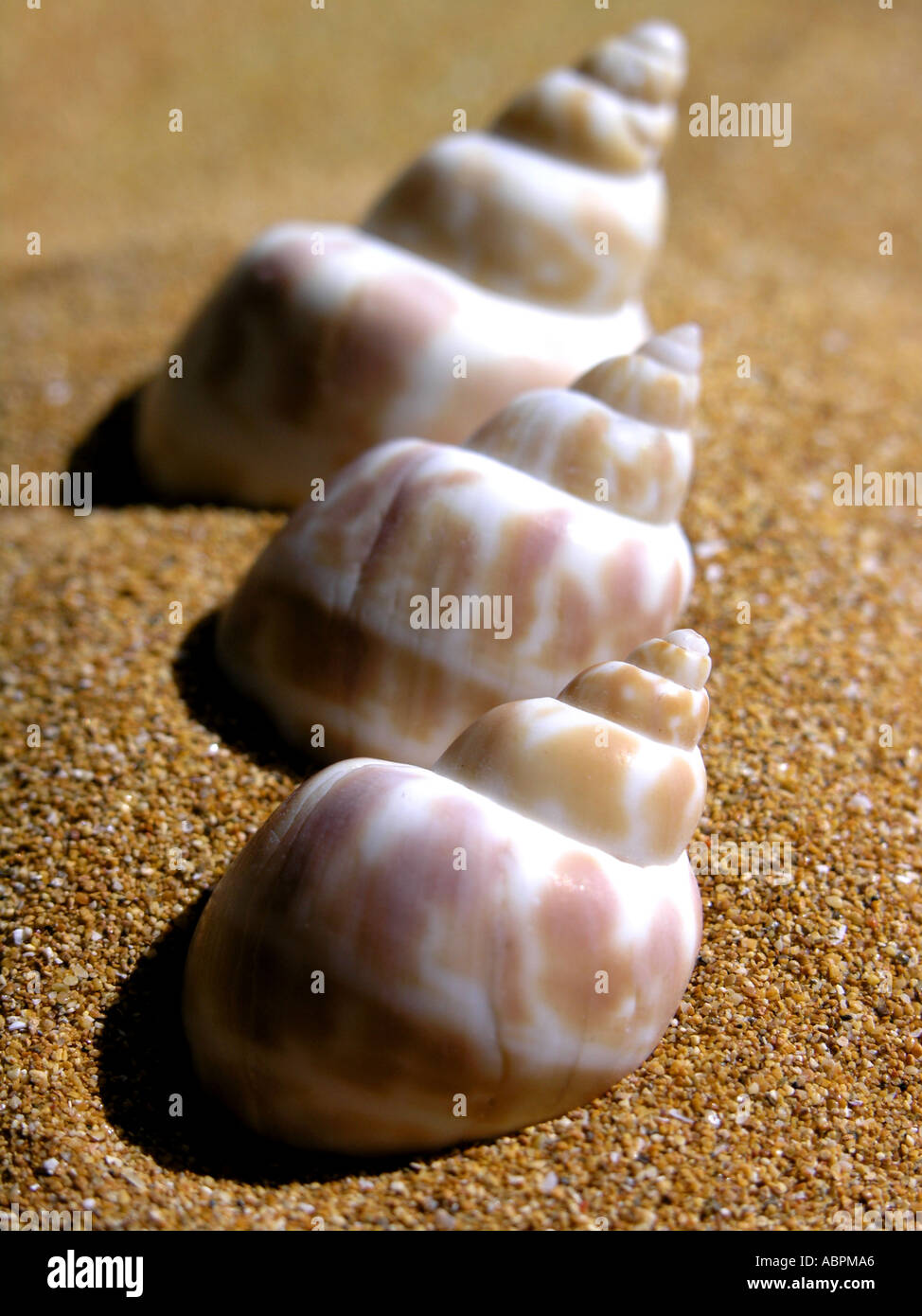 Three pretty conical sea shells in a row line Stock Photo - Alamy