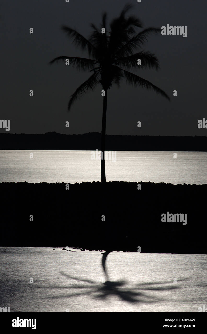 Lone palm tree stands hi-res stock photography and images - Alamy