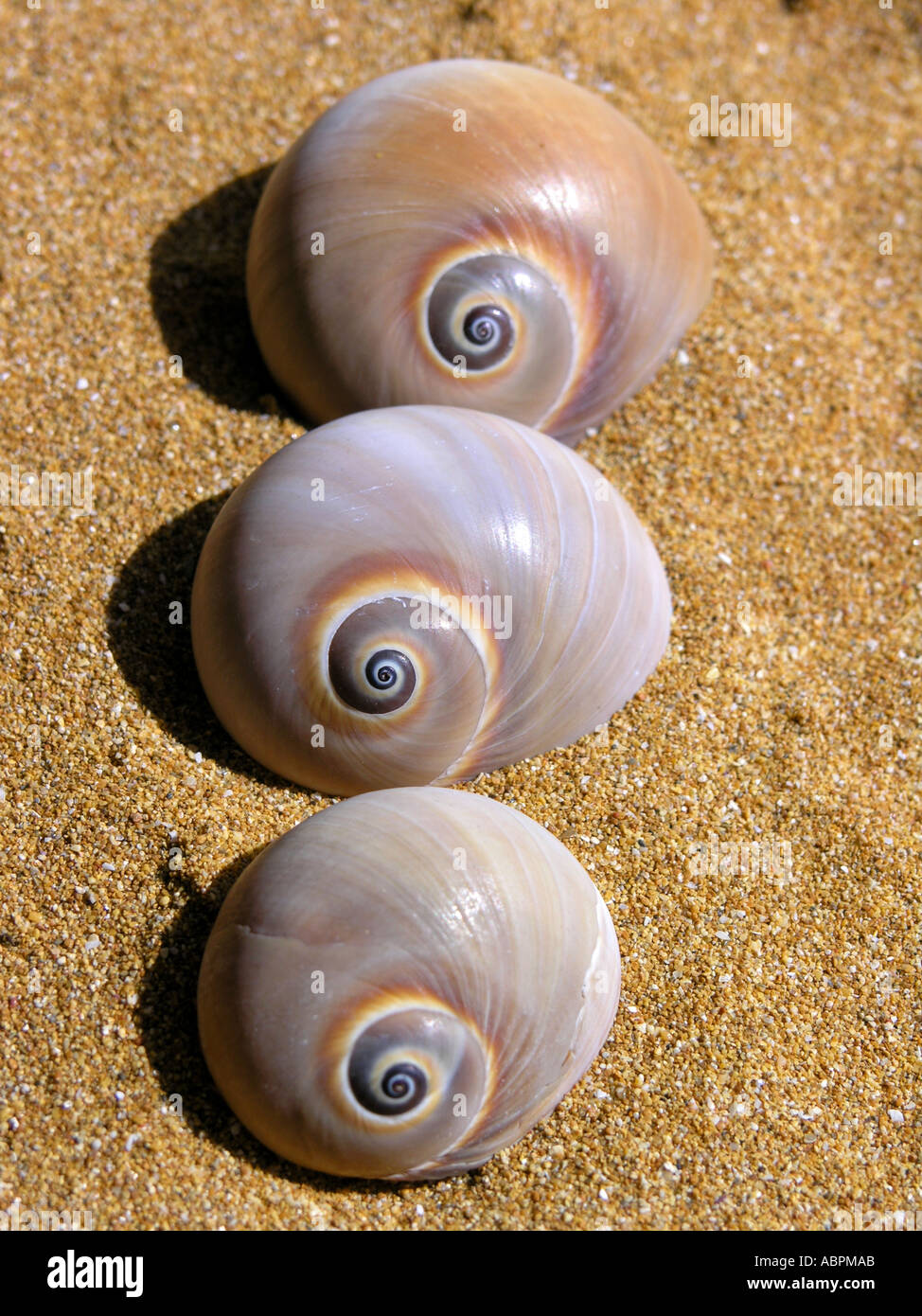 three spiral sea shells on a sandy beach in a row Stock Photo - Alamy