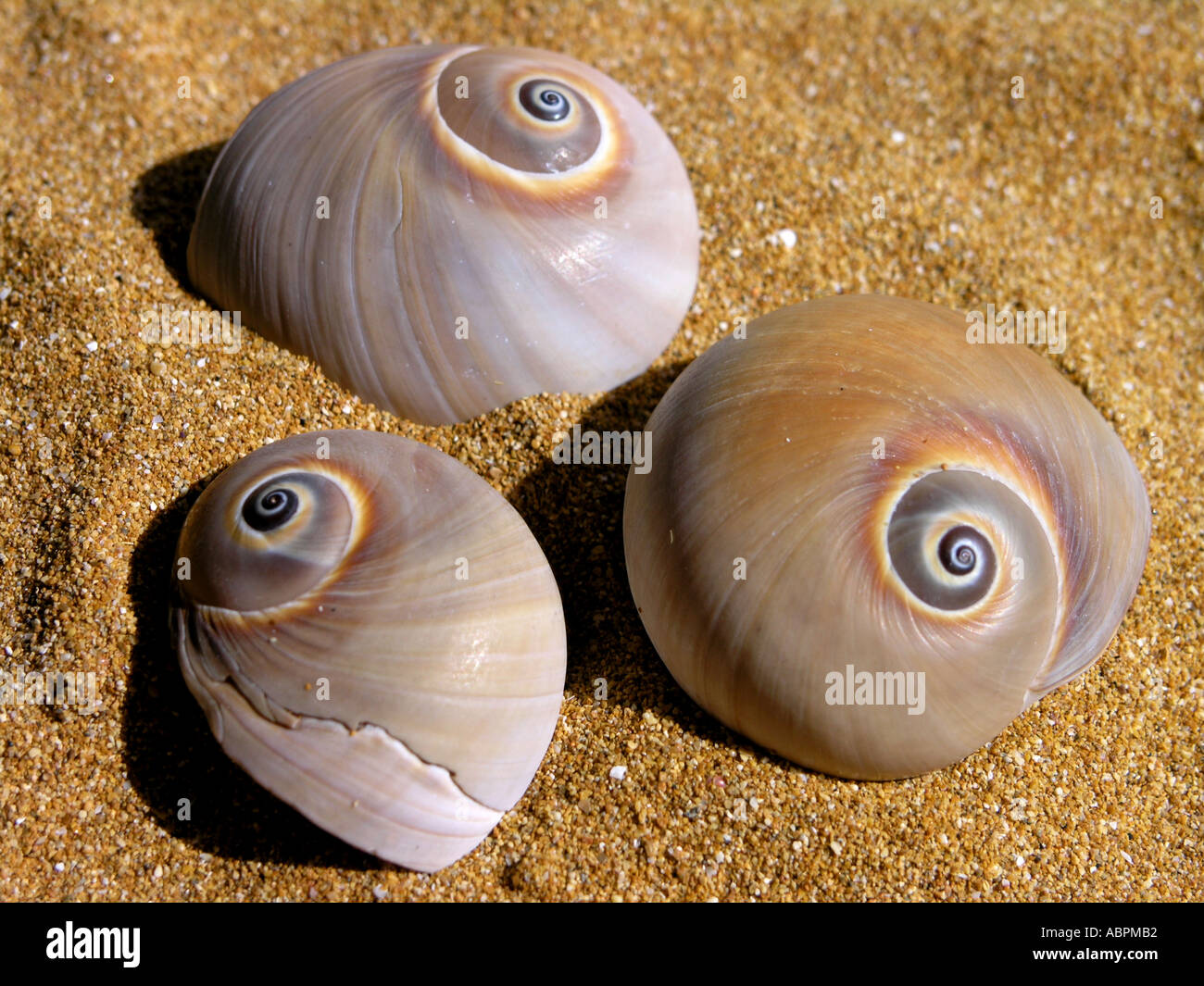 three spiral sea shells on a beach Stock Photo - Alamy