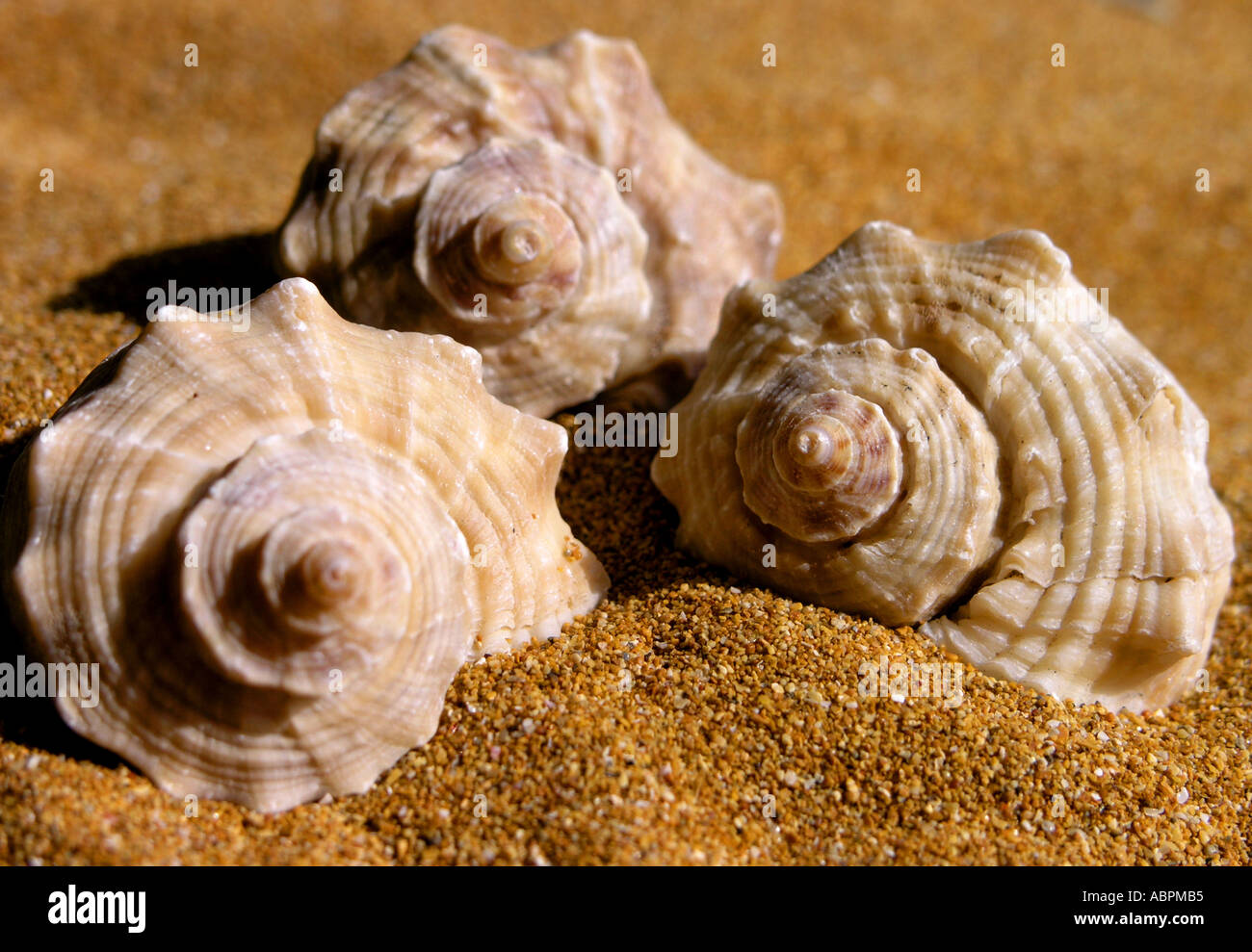 Three conical sea shells on a sandy beach Stock Photo - Alamy