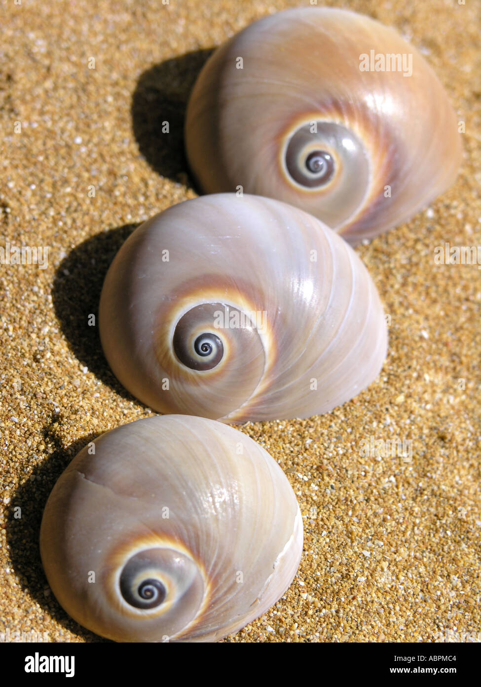 Three spiral sea Shells on a sandy beach Stock Photo - Alamy
