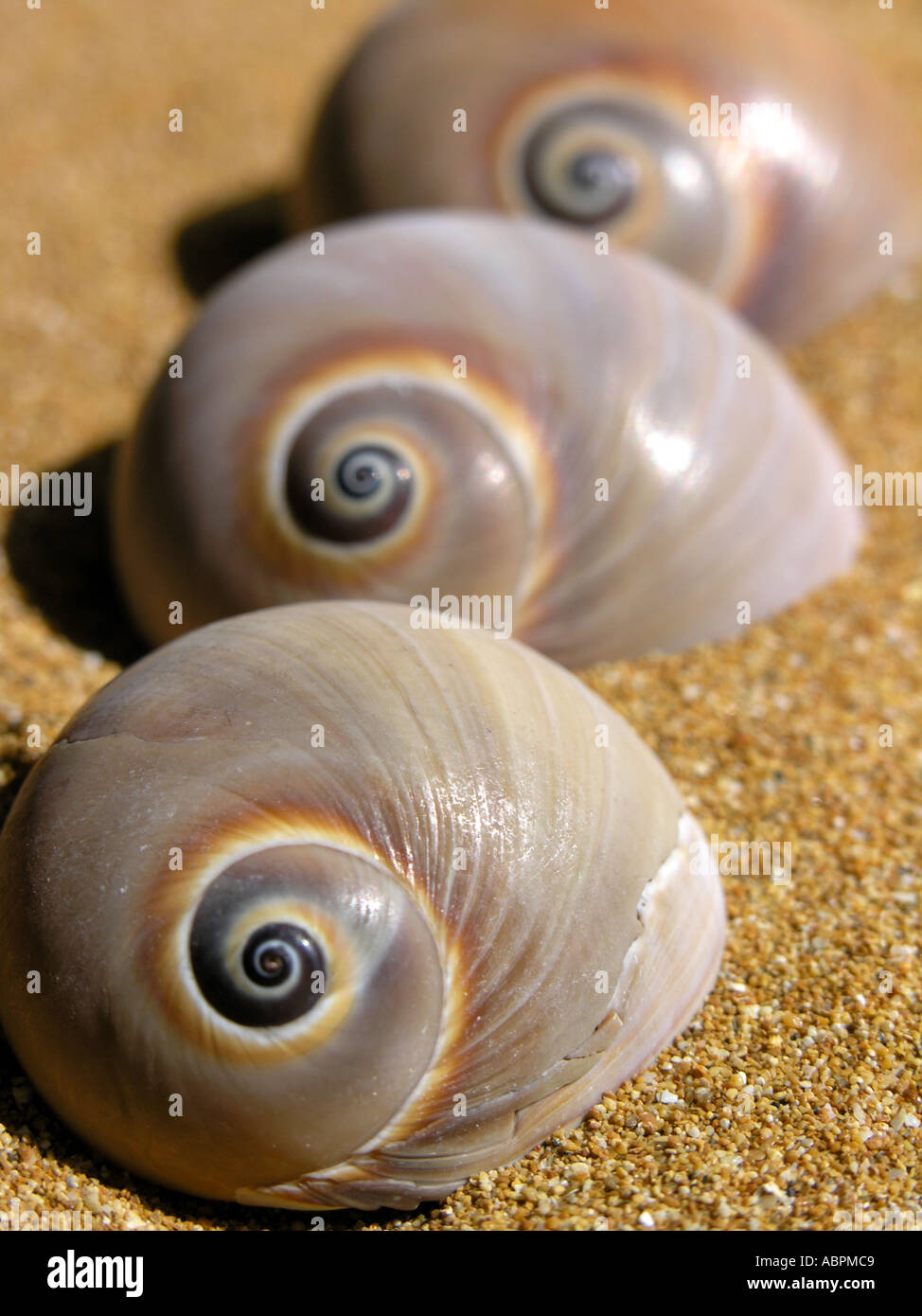three spiral conical sea shells in a row on a sandy beach Stock Photo ...