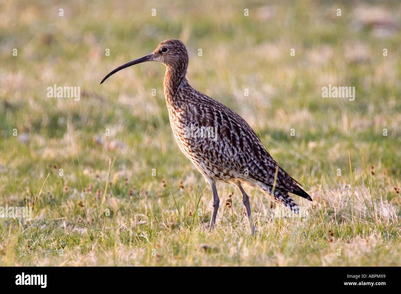 Curlew in field, Texel, Holland Stock Photo - Alamy