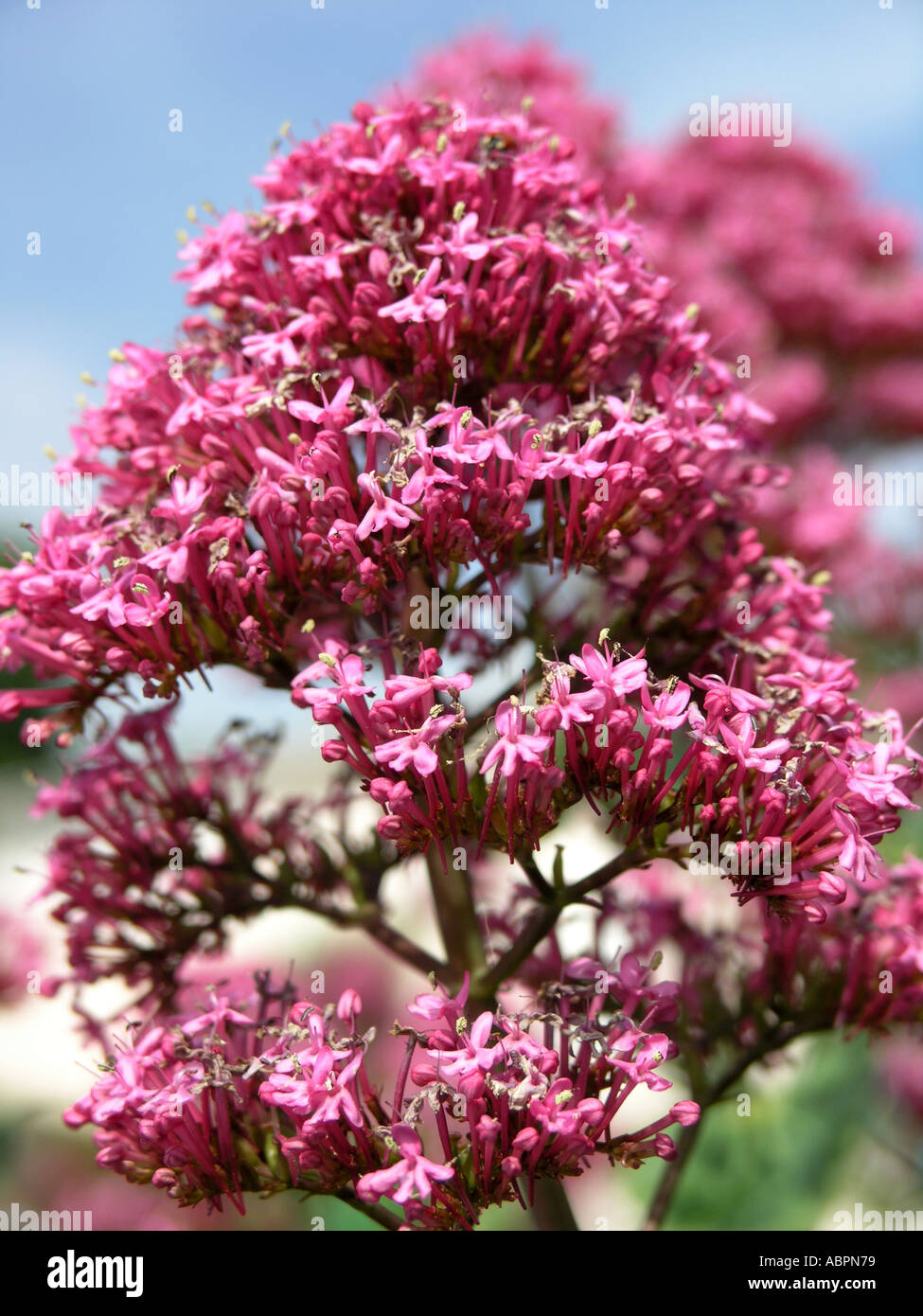 Centranthus cut hi-res stock photography and images - Alamy