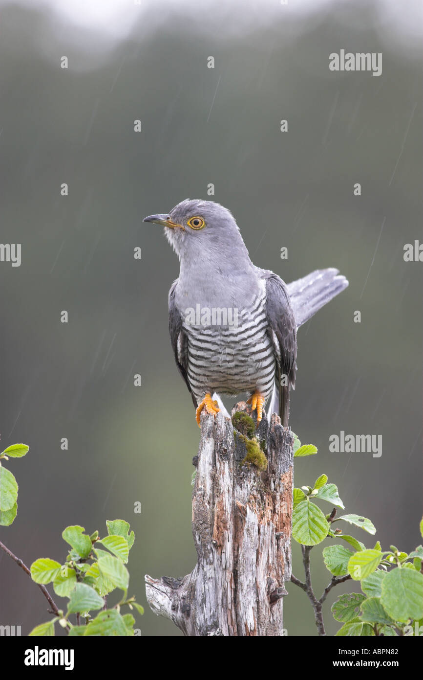 First cuckoo hi-res stock photography and images - Alamy