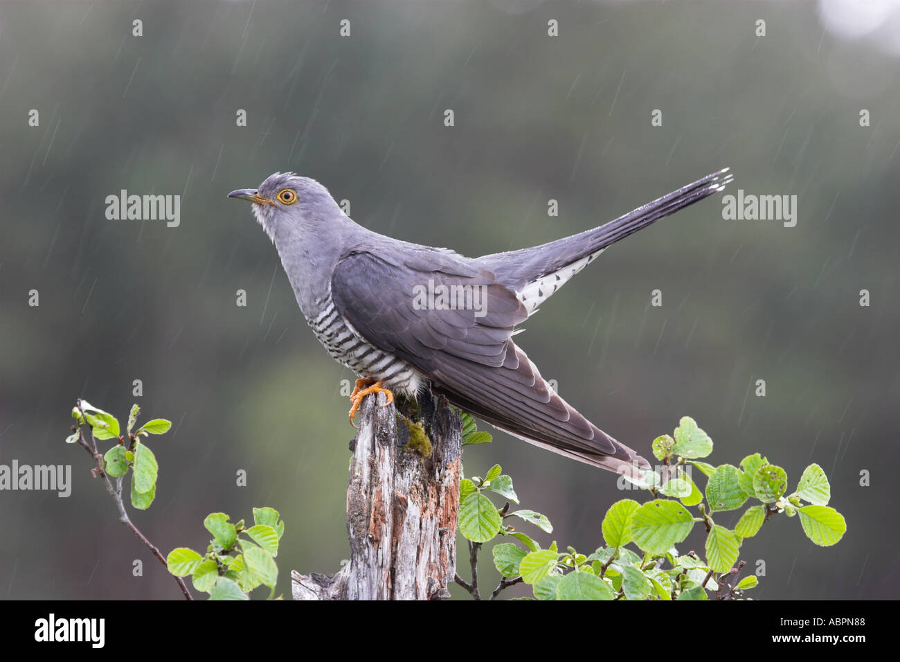 Rain cuckoo hi-res stock photography and images - Alamy