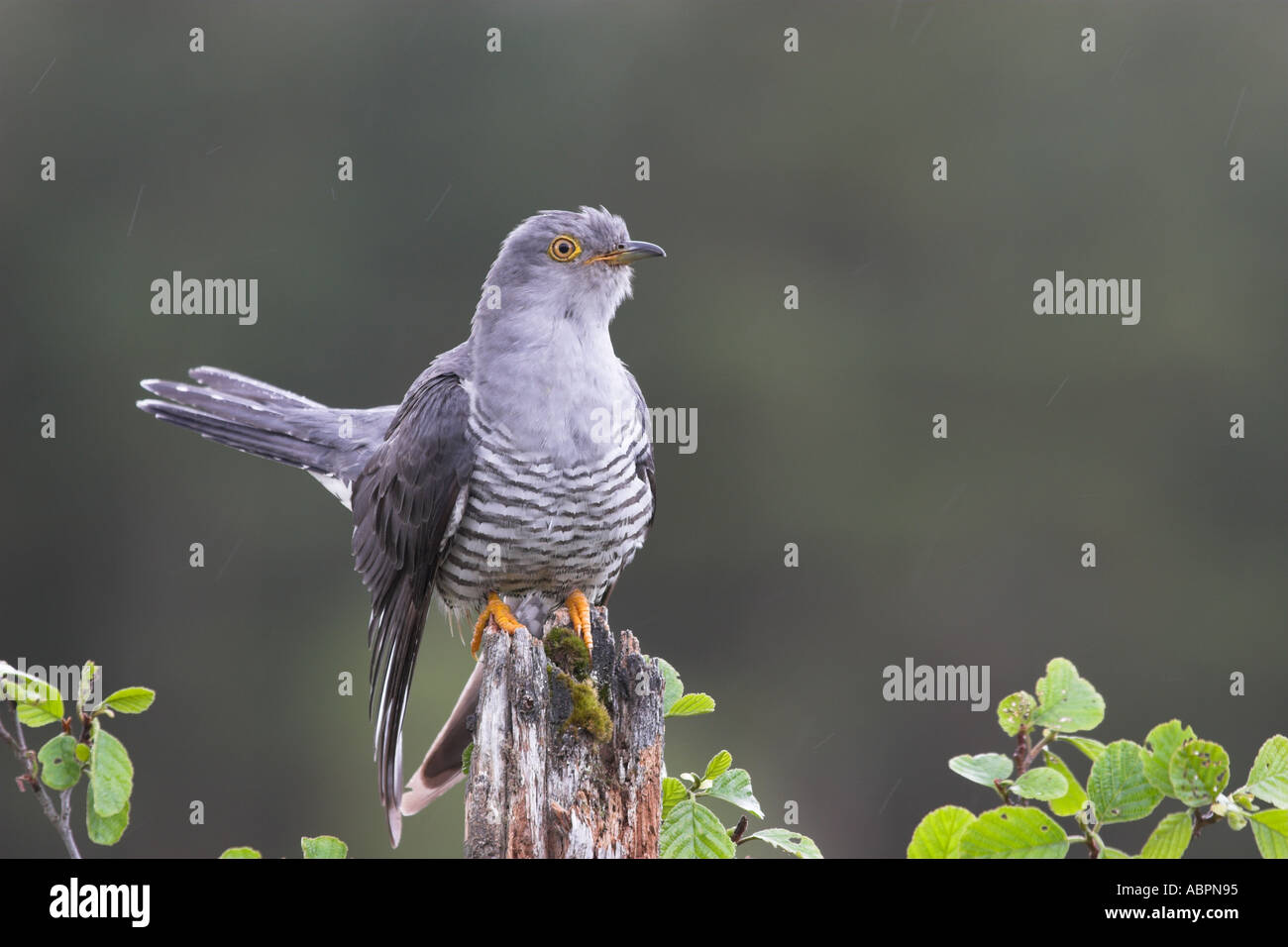 Cuckoo cuculus canorus spring hi-res stock photography and images - Alamy