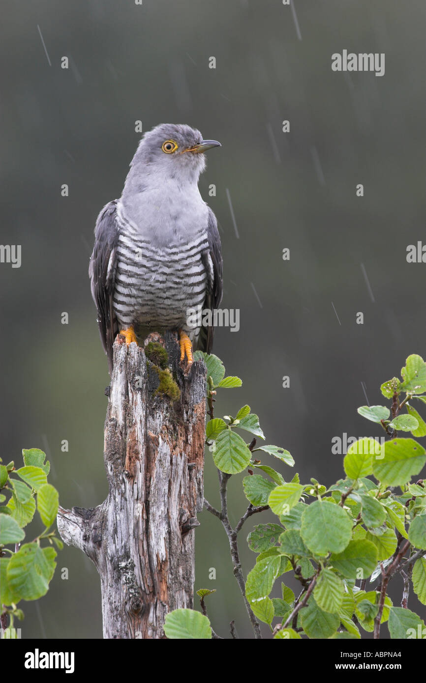 Rain cuckoo hi-res stock photography and images - Alamy