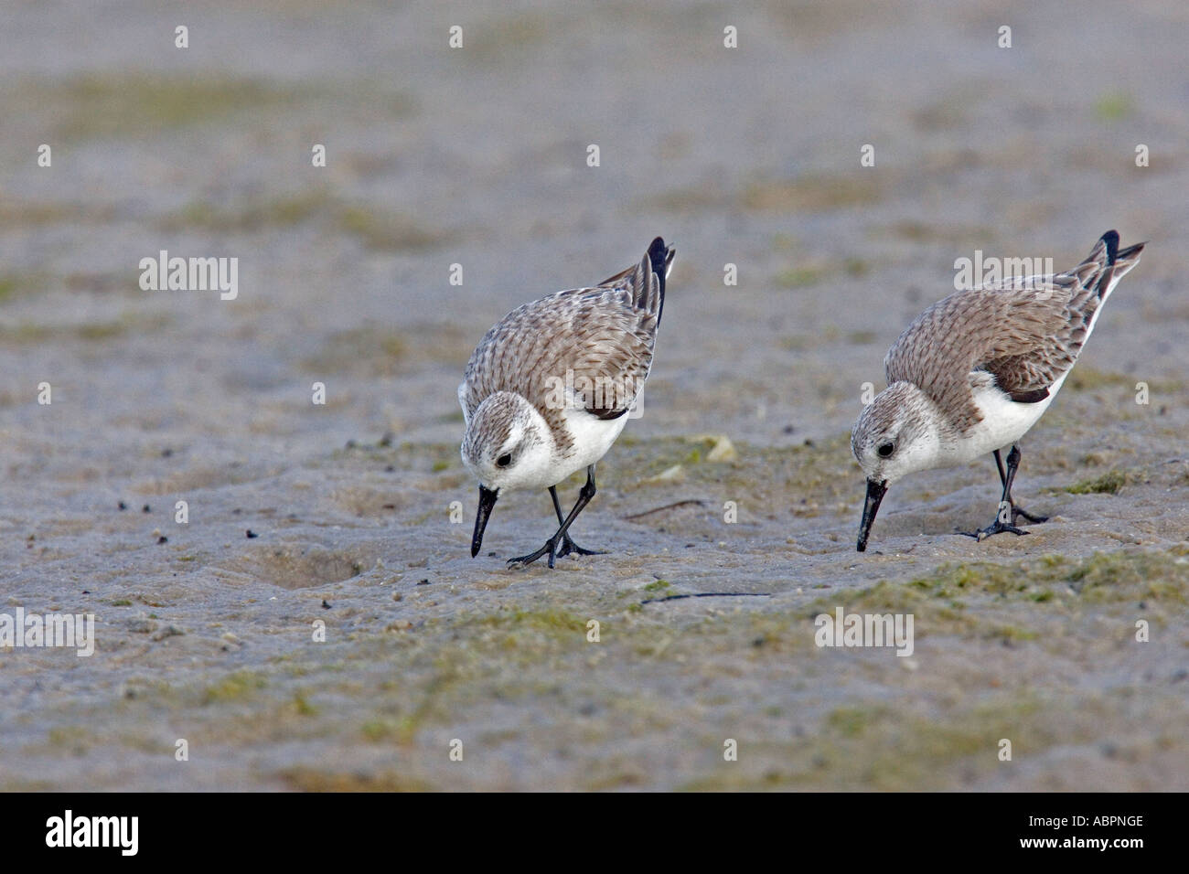 Sanderlings hi-res stock photography and images - Alamy