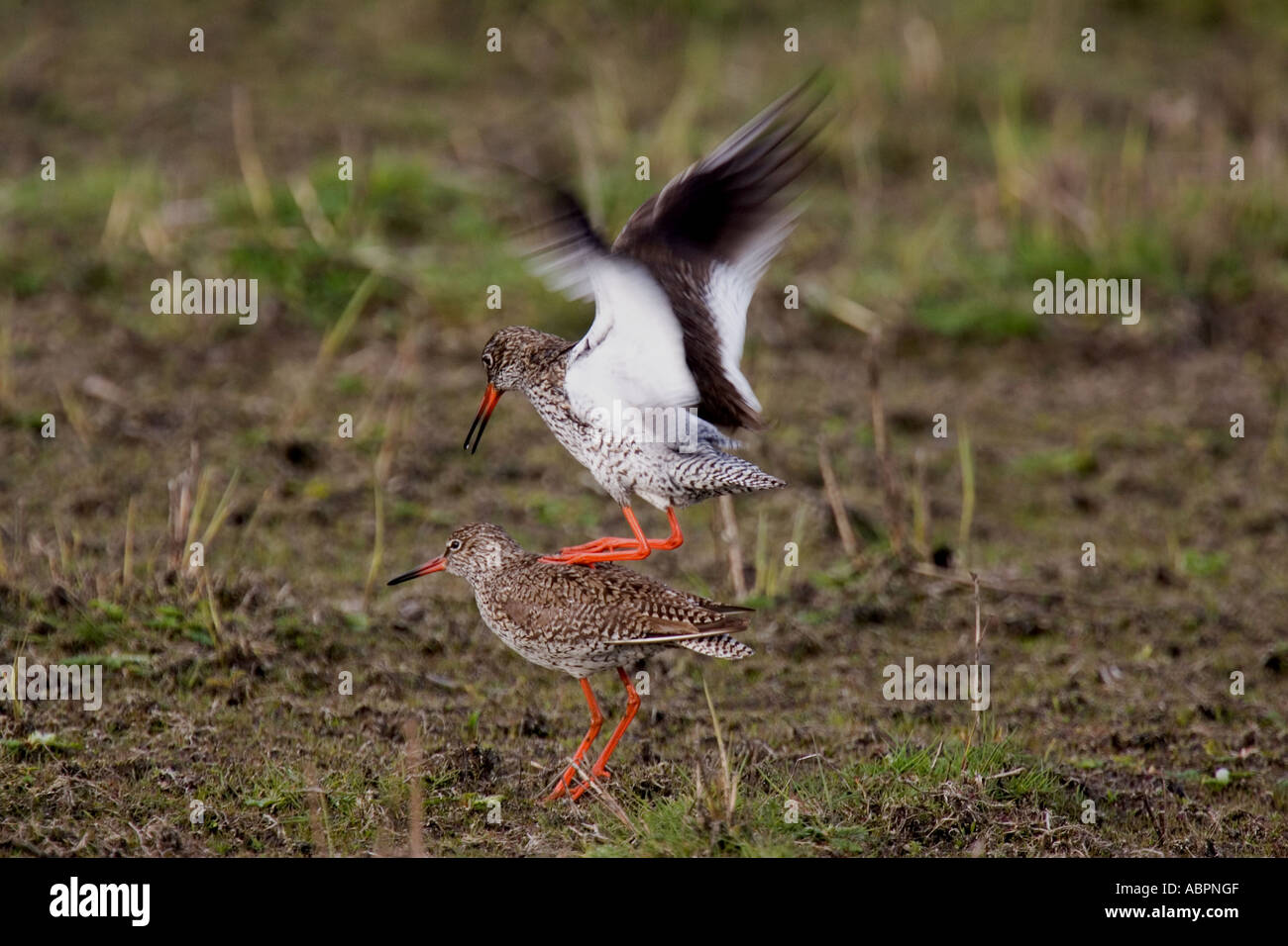 Redshanks Mating High Resolution Stock Photography and Images - Alamy