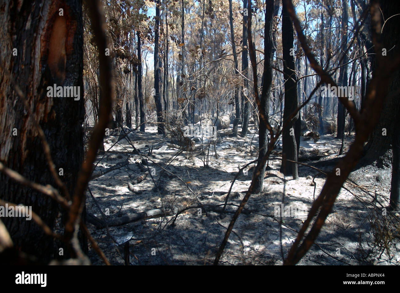 Black summer wildfires australia hi-res stock photography and images ...