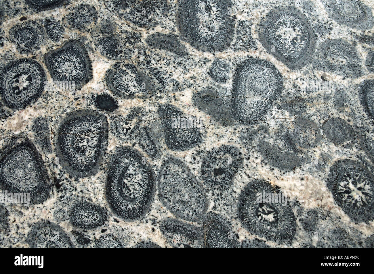 Orbicular Rock High Resolution Stock Photography and Images - Alamy