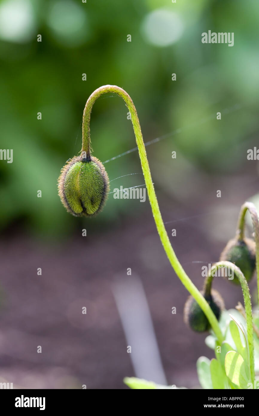 Curved seed heads hi-res stock photography and images - Alamy