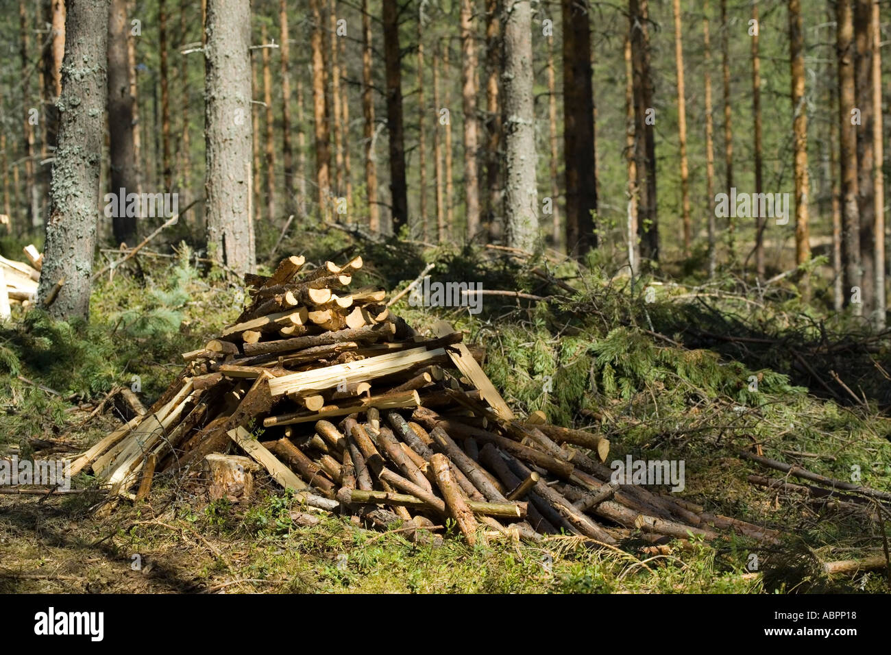 pile of firewood in forest Stock Photo - Alamy