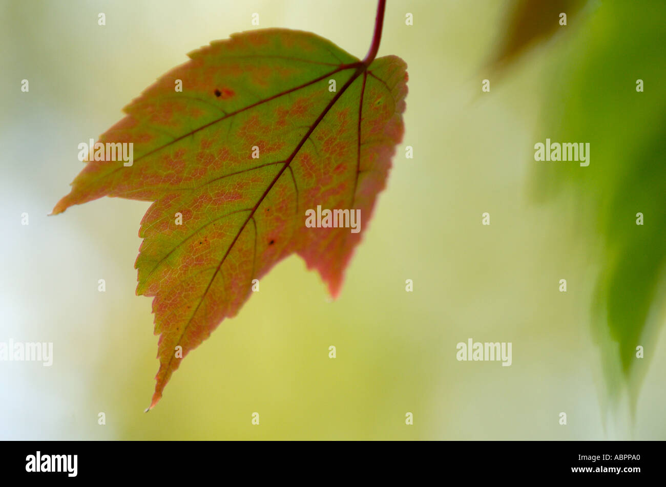 Light colored veins hi-res stock photography and images - Alamy
