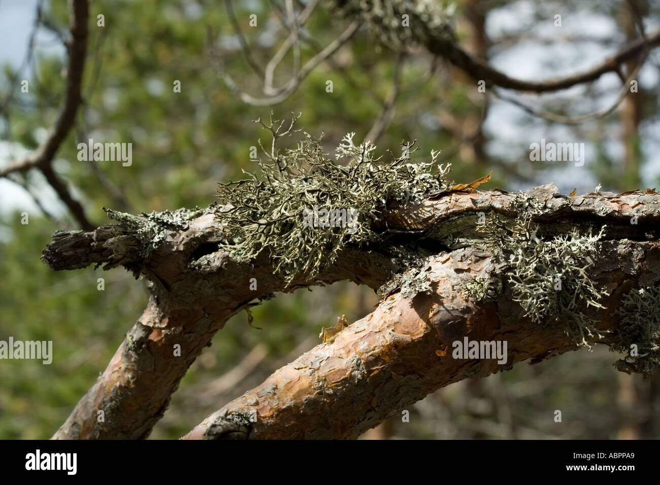 Green pine forest growing on hi-res stock photography and images - Alamy